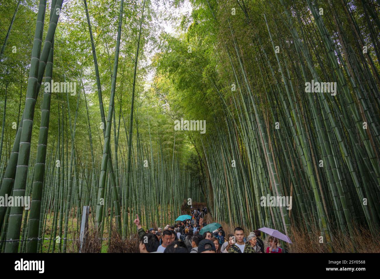 Tourists at the world-renowned bamboo forest at the Arashiyama Park in ...