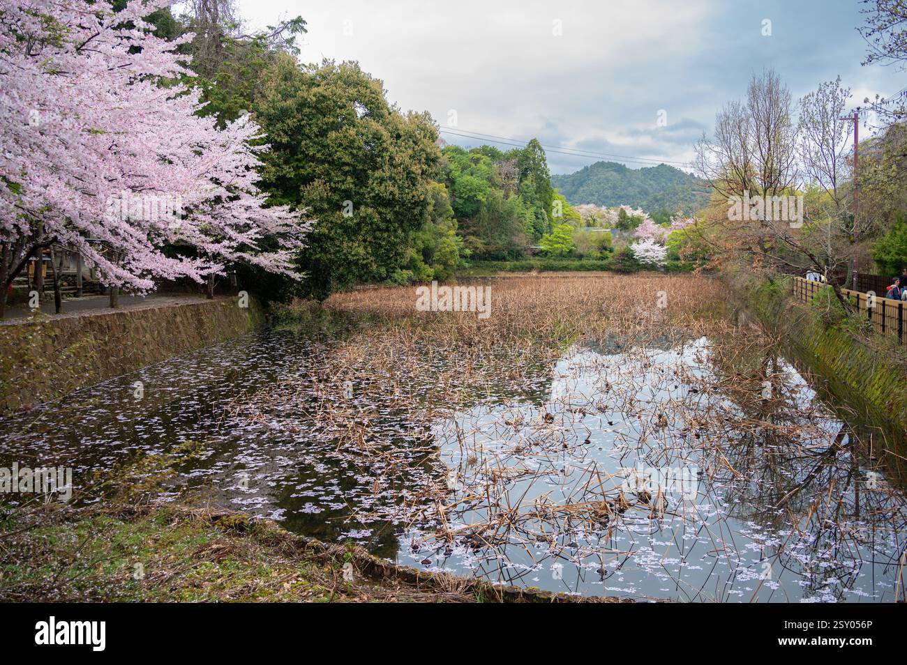 View of a pond surrounded by cherry trees inside the world-renowned ...