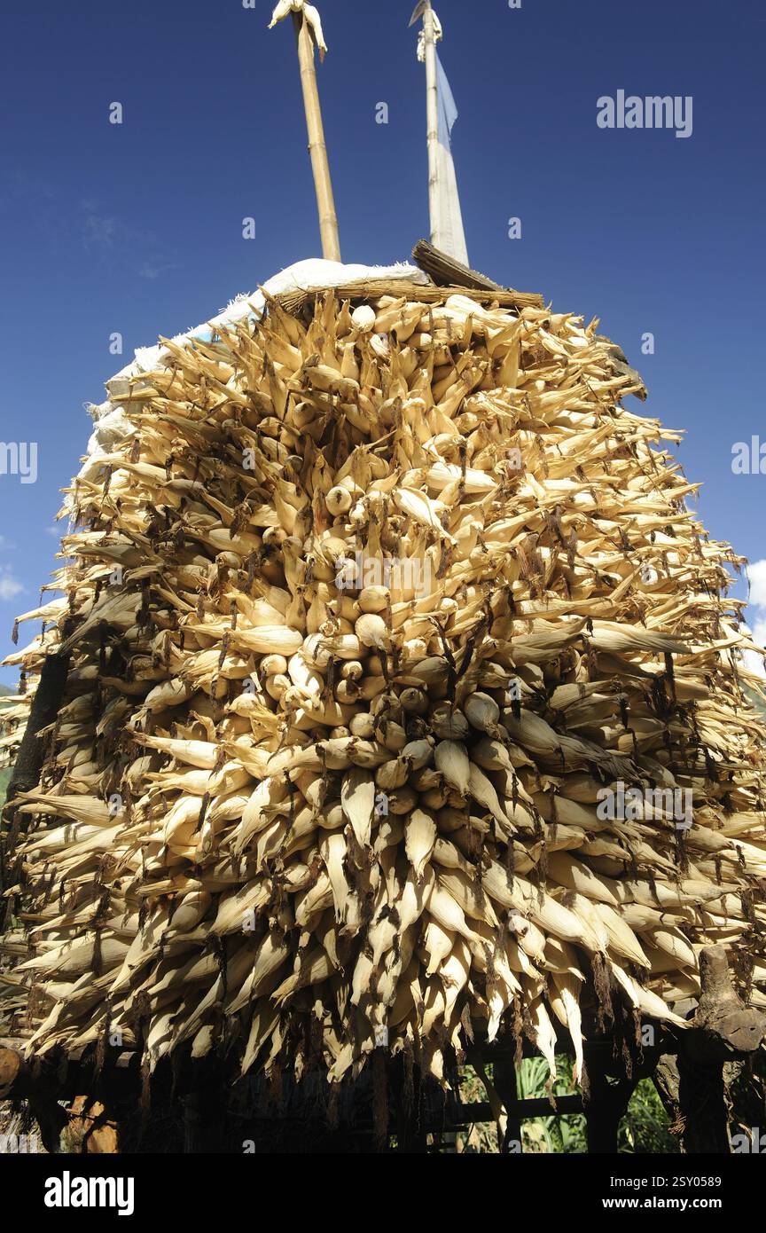Corn heap, Bahudanda, Nepal, Asia Stock Photo - Alamy