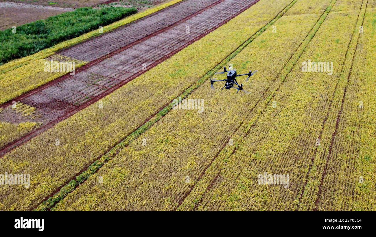The use of drones in agriculture is becoming more and more widespread ...