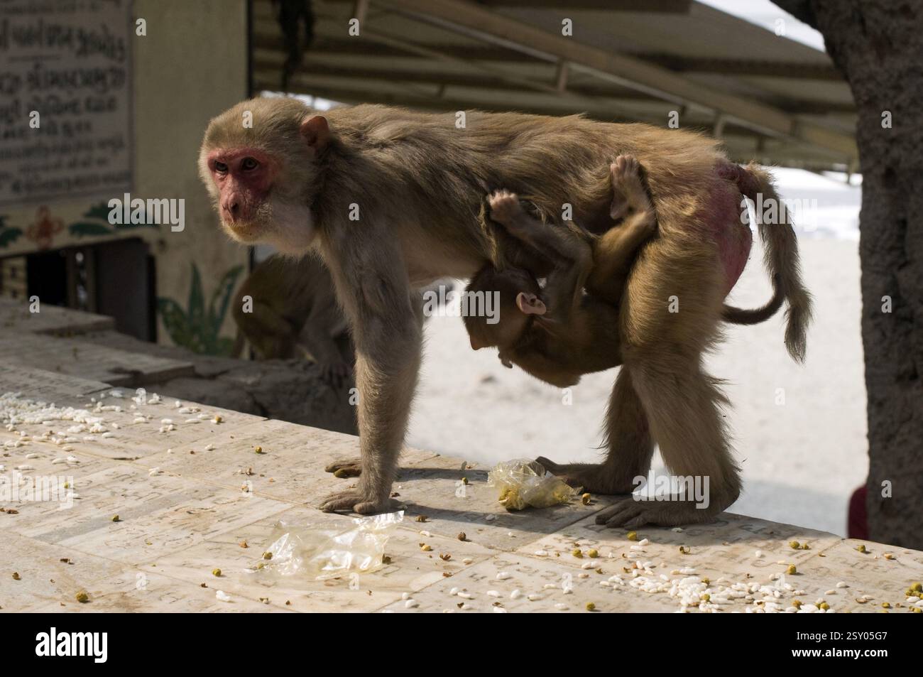 Baby monkey clinging to his mother below at Mathura in Uttar Pradesh ...