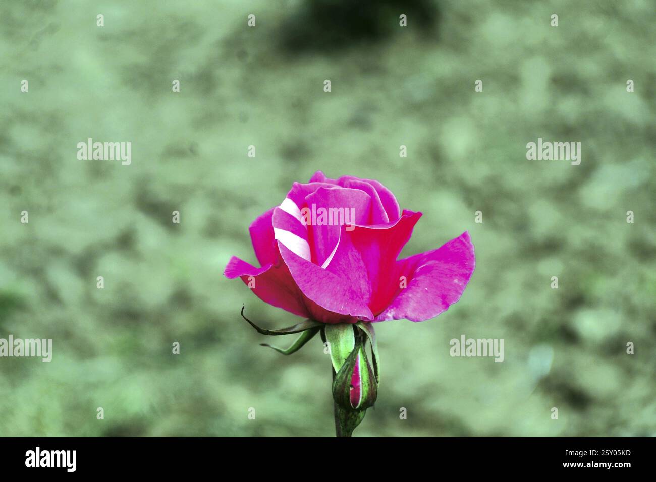 Asia wildflower hi-res stock photography and images - Alamy