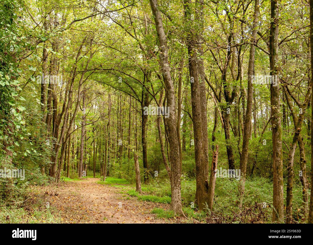 Cherokee indians in tennessee hi-res stock photography and images - Alamy