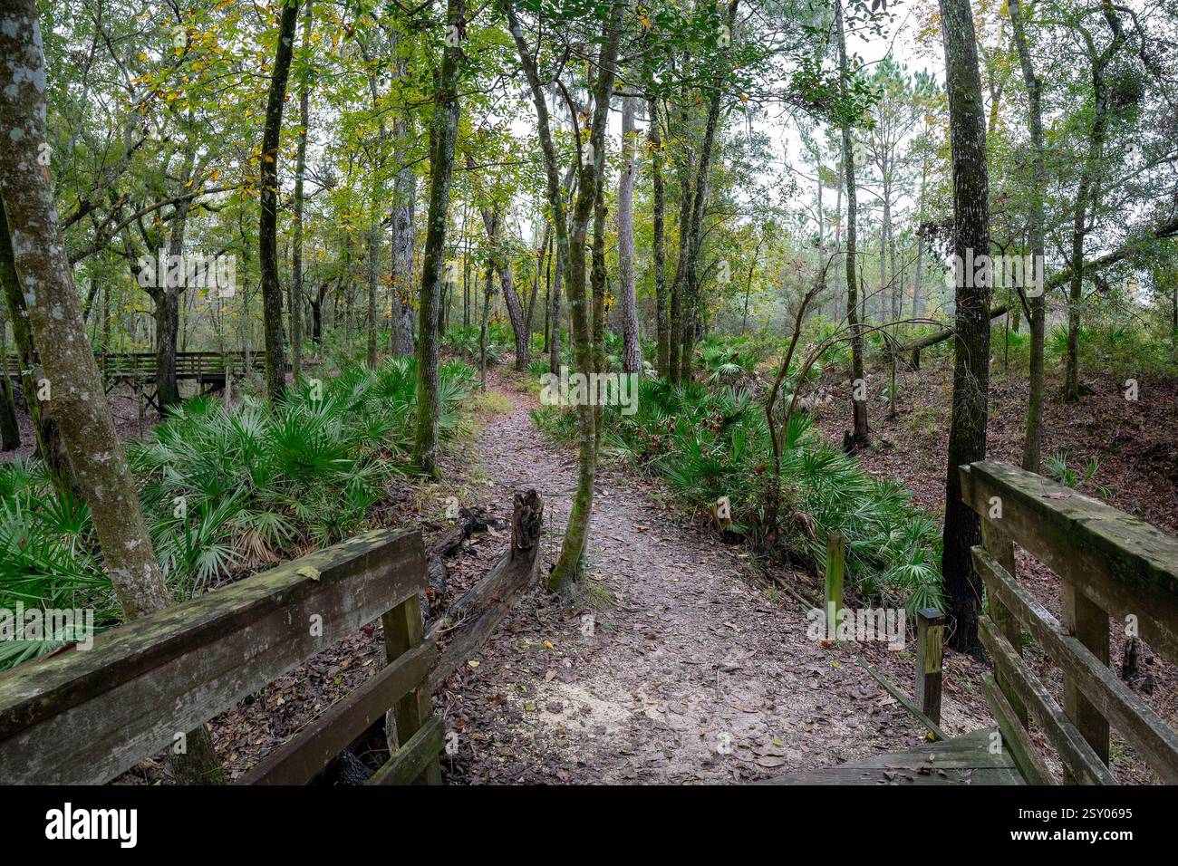 Florida's Oleno State Park on the River Sink Trail winds through a ...