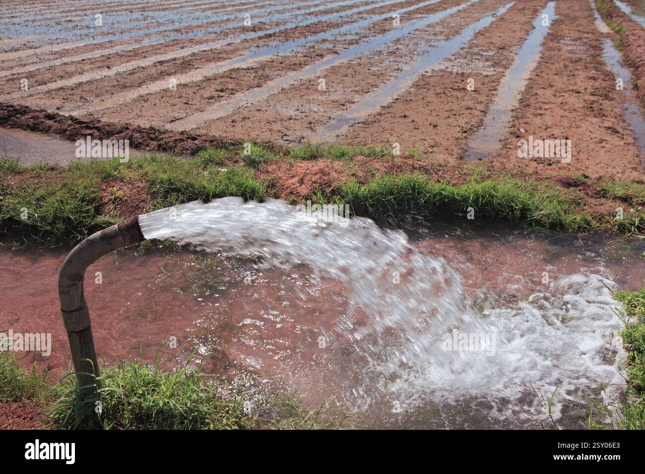 Water irrigating the agricultural field in Andhra pradesh India Asia ...
