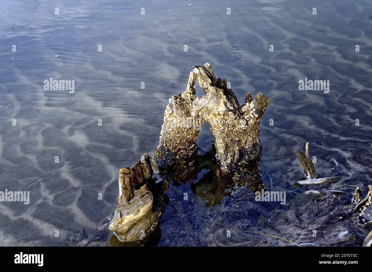Tree trunk in seawater karde beach, dapoli, maharashtra, india, asia ...