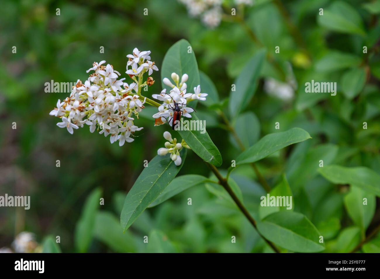 The blossoming bush a privet ordinary Ligustrum vulgare Stock Photo - Alamy