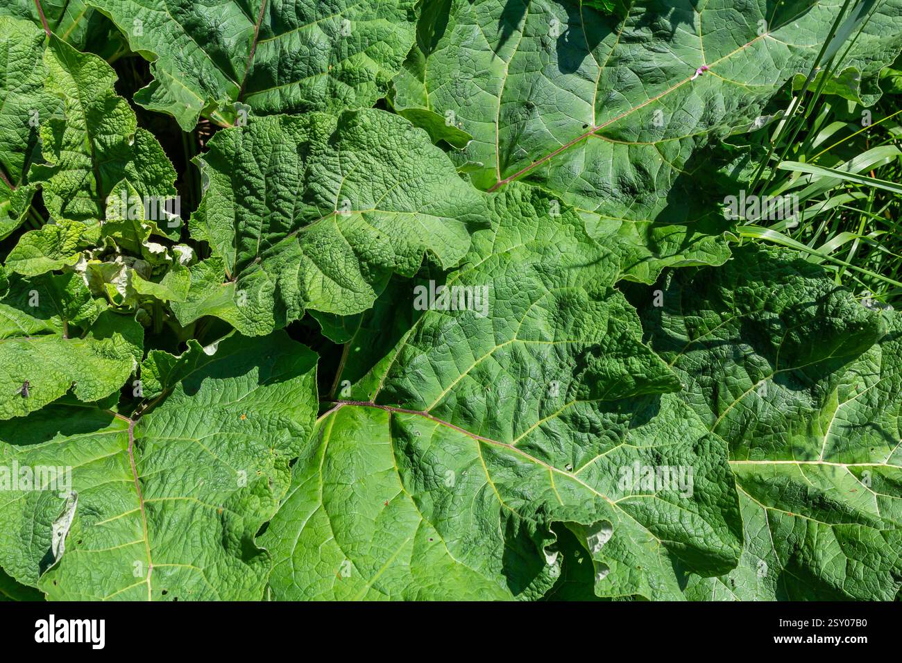 Arctium lappa - Young burdock leaves in an early summer Stock Photo - Alamy