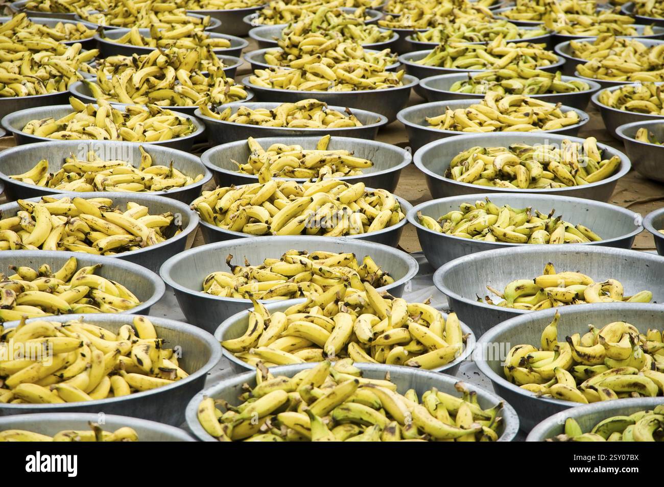Banana fruit, pathmeda, godham, rajasthan, india, asia Stock Photo - Alamy