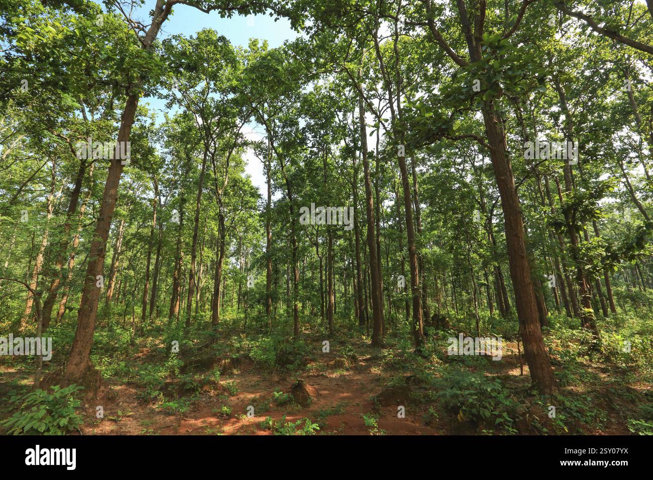 Dense forest, bastar, chhattisgarh, india, asia Stock Photo - Alamy