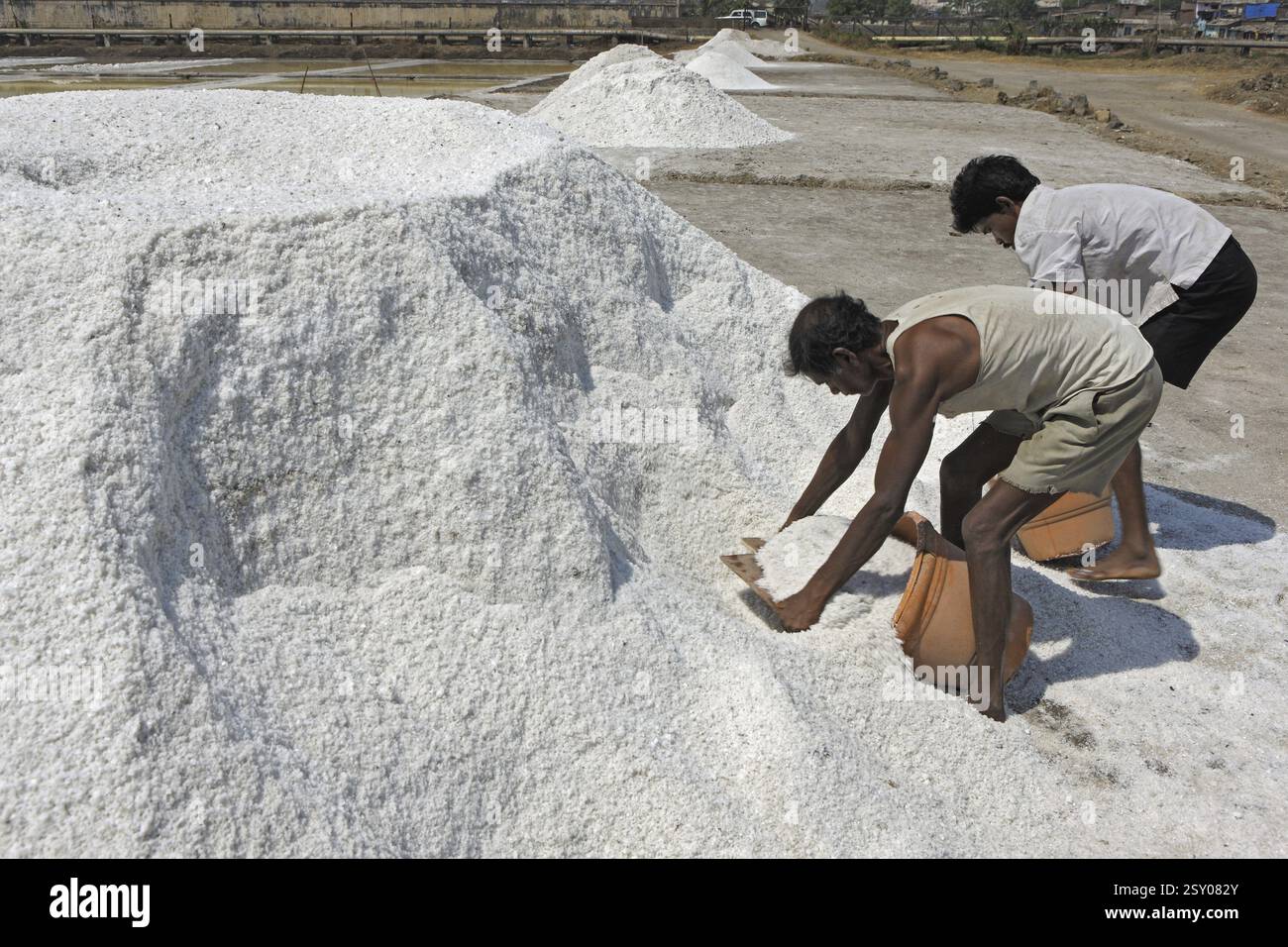 Sea salt raw flakes from wadala salt farms Mumbai Maharashtra India ...