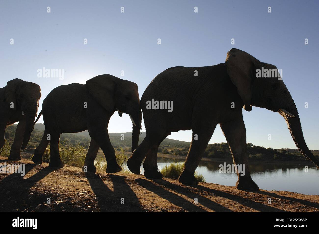 Elephants buffelsdrift game lodge south africa Stock Photo - Alamy