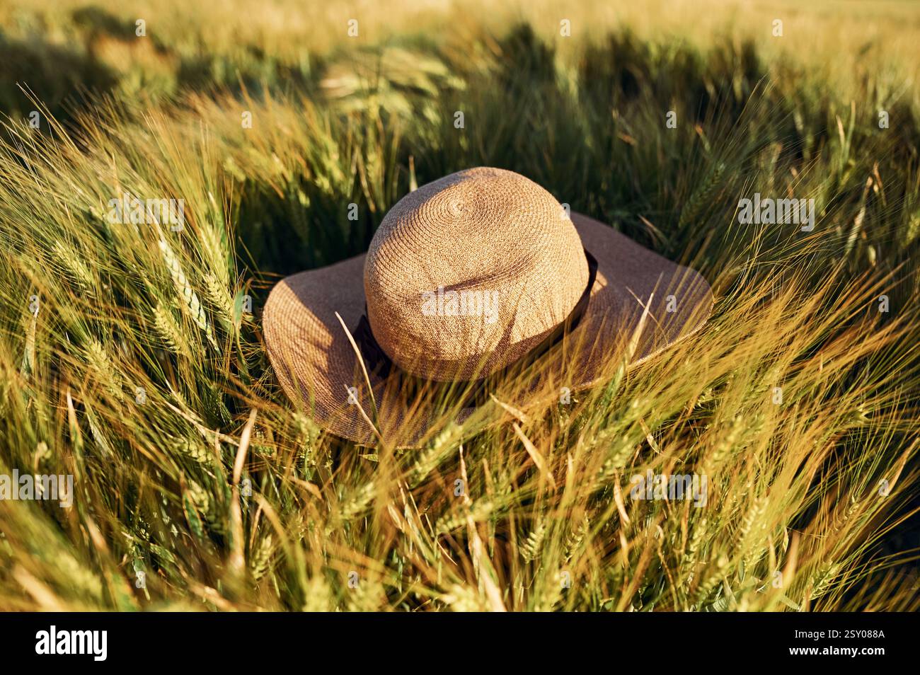 Close up view of the hat that lying down on the field of wheat at sunny ...