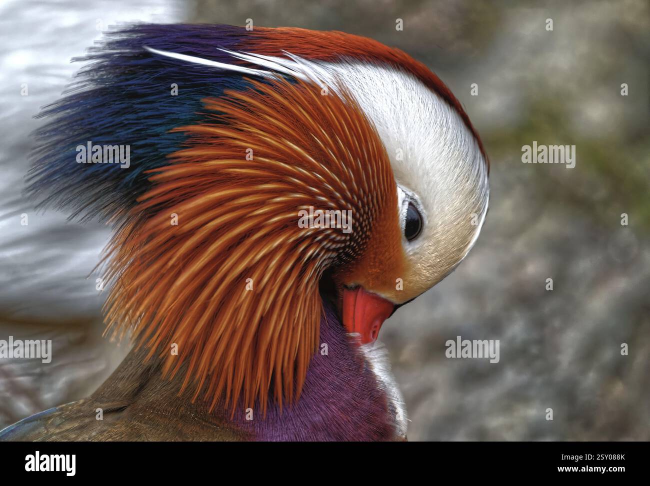 High key backdrop of mandarin duck hi-res stock photography and images ...