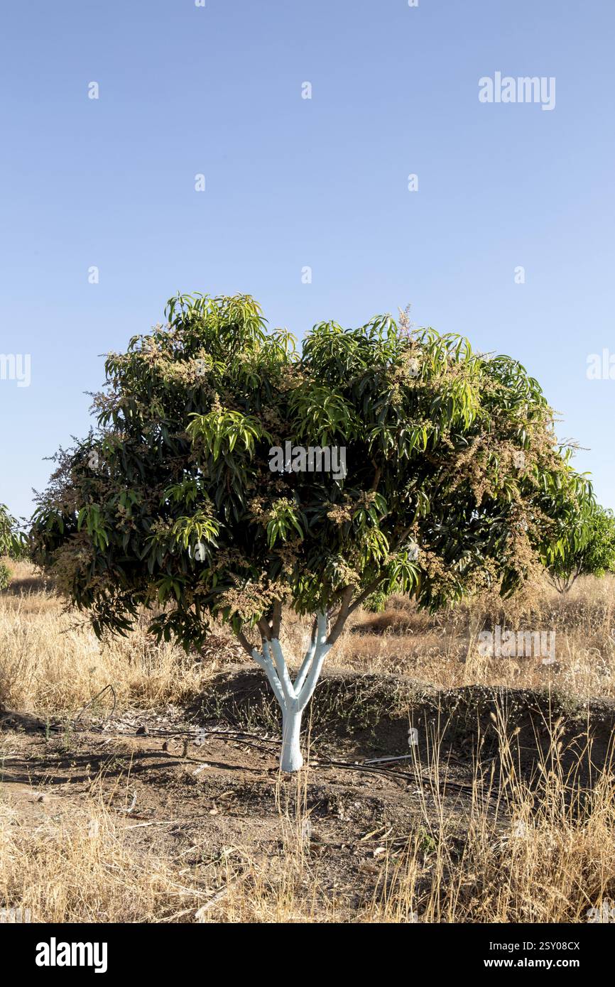 Mango tree, sangli, maharashtra, India, Asia Stock Photo - Alamy