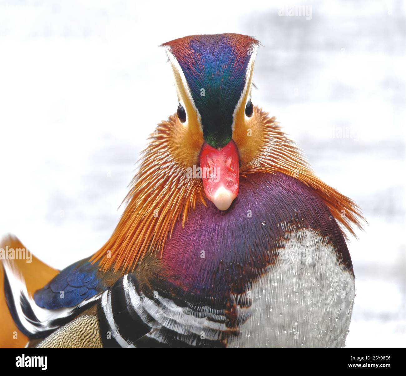 Landscape format of mandarin duck hi-res stock photography and images ...