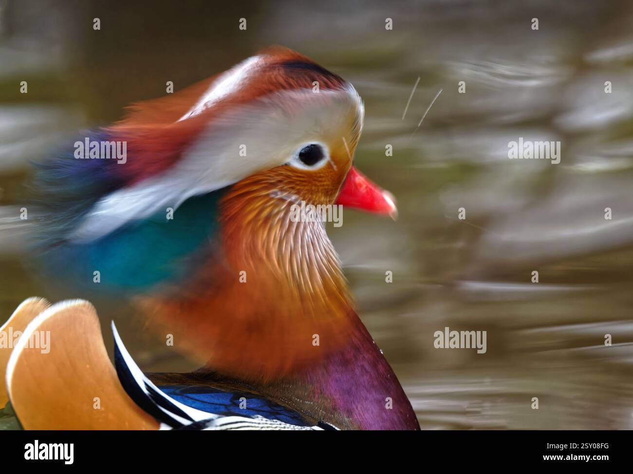 Front facing pov of mandarin hi-res stock photography and images - Alamy