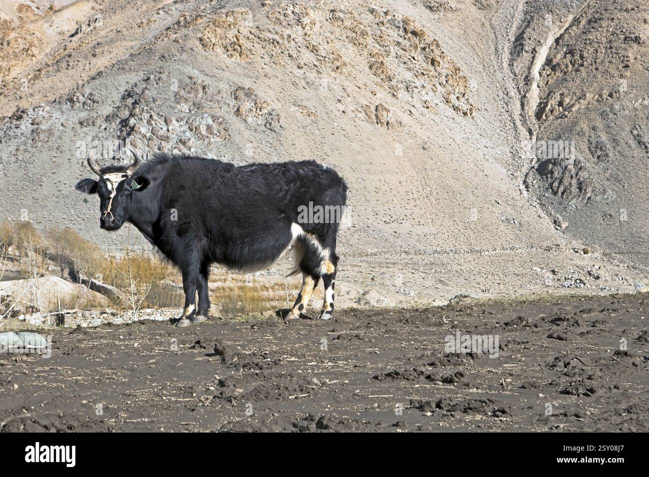 Yak in field ladakh hi-res stock photography and images - Alamy