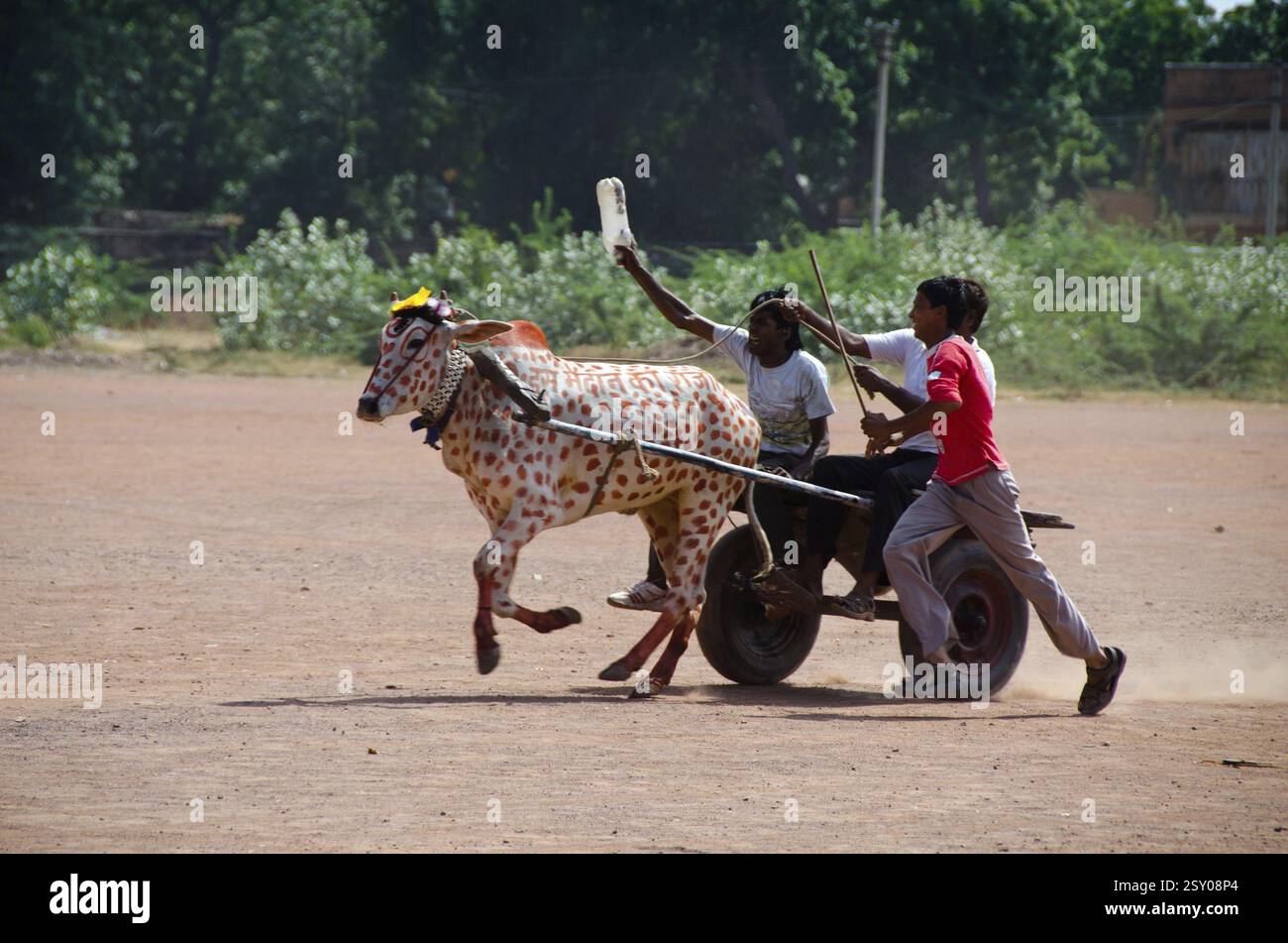 Bull Cart race Marwar festival at Jodhpur India Stock Photo - Alamy