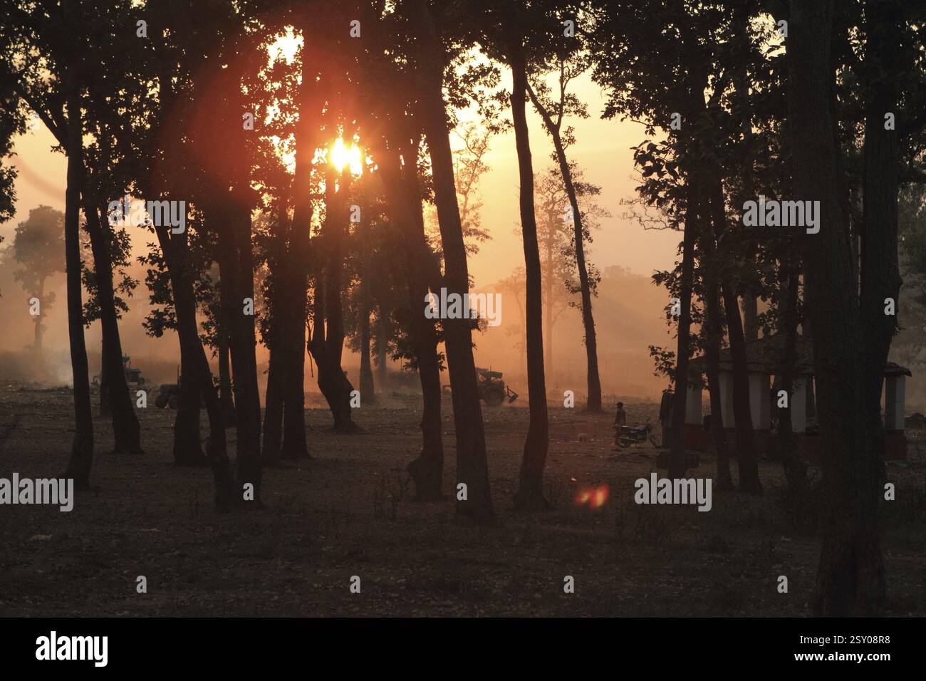 Forest, bastar, chhattisgarh, india, asia Stock Photo - Alamy