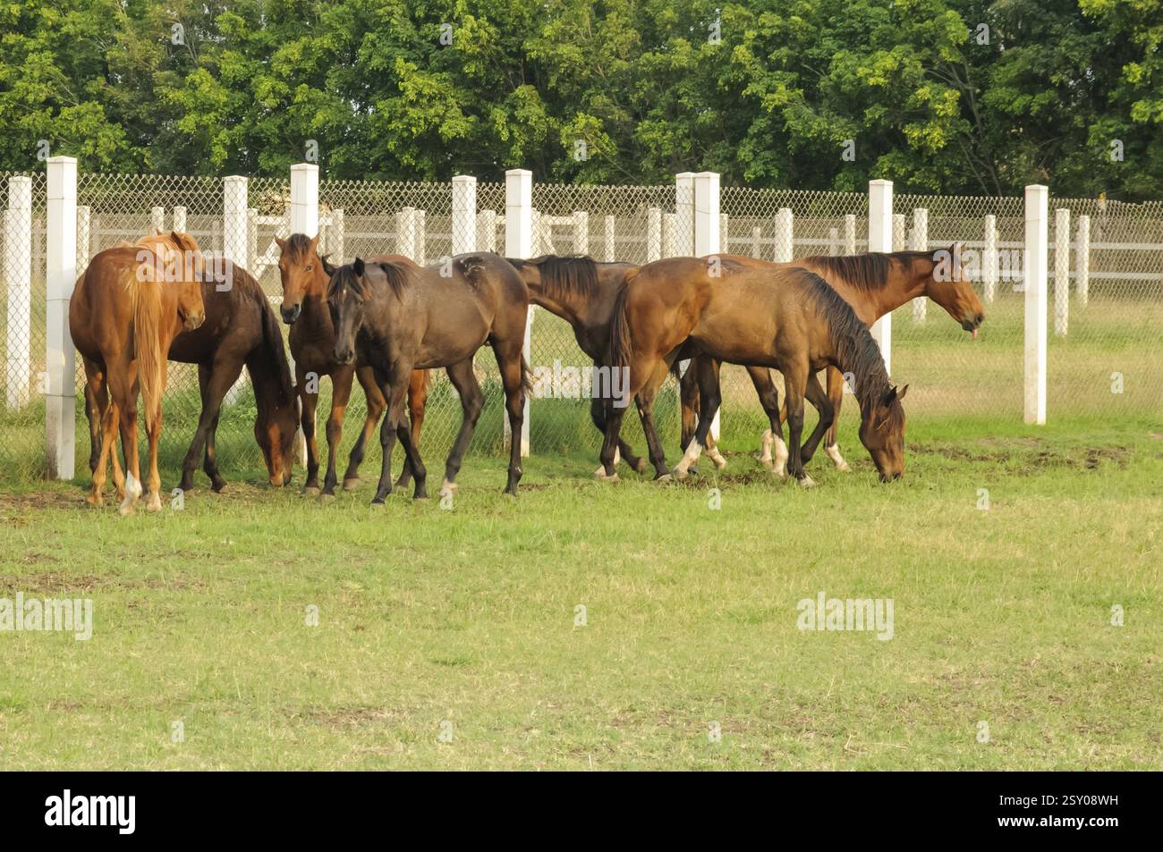 Poonawalla stud farm, pune, maharashtra, india, asia Stock Photo - Alamy