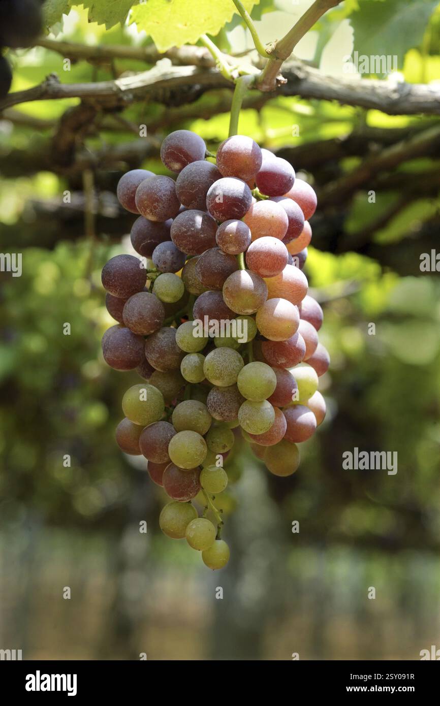 Grapes, theni, tamilnadu, india, asia Stock Photo - Alamy