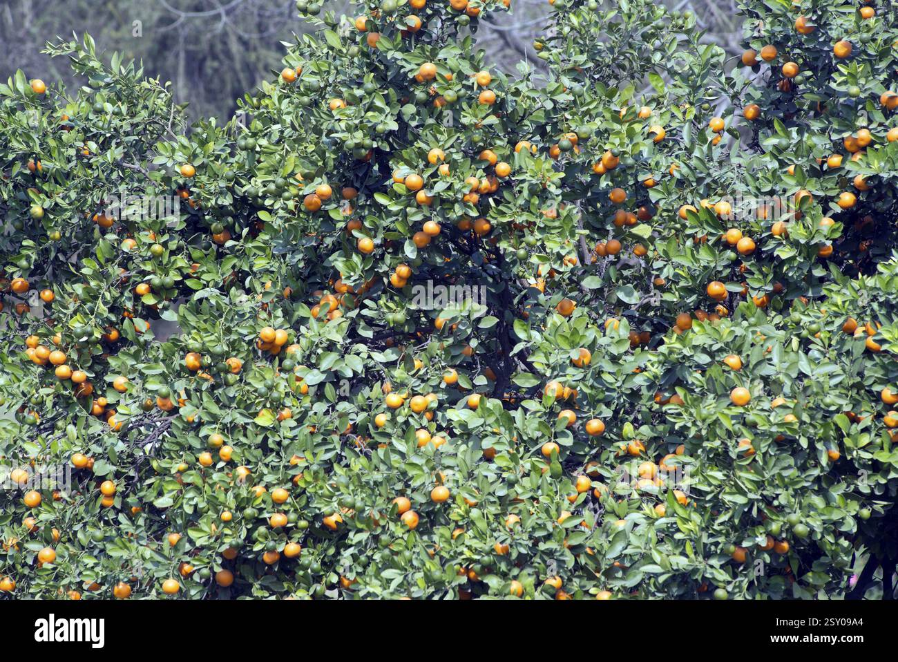 Orange tree in garden of lotus temple, delhi, india, asia Stock Photo ...