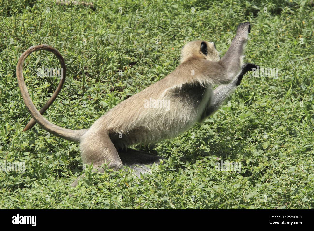 Semnopithecus entellus India Asia Stock Photo - Alamy