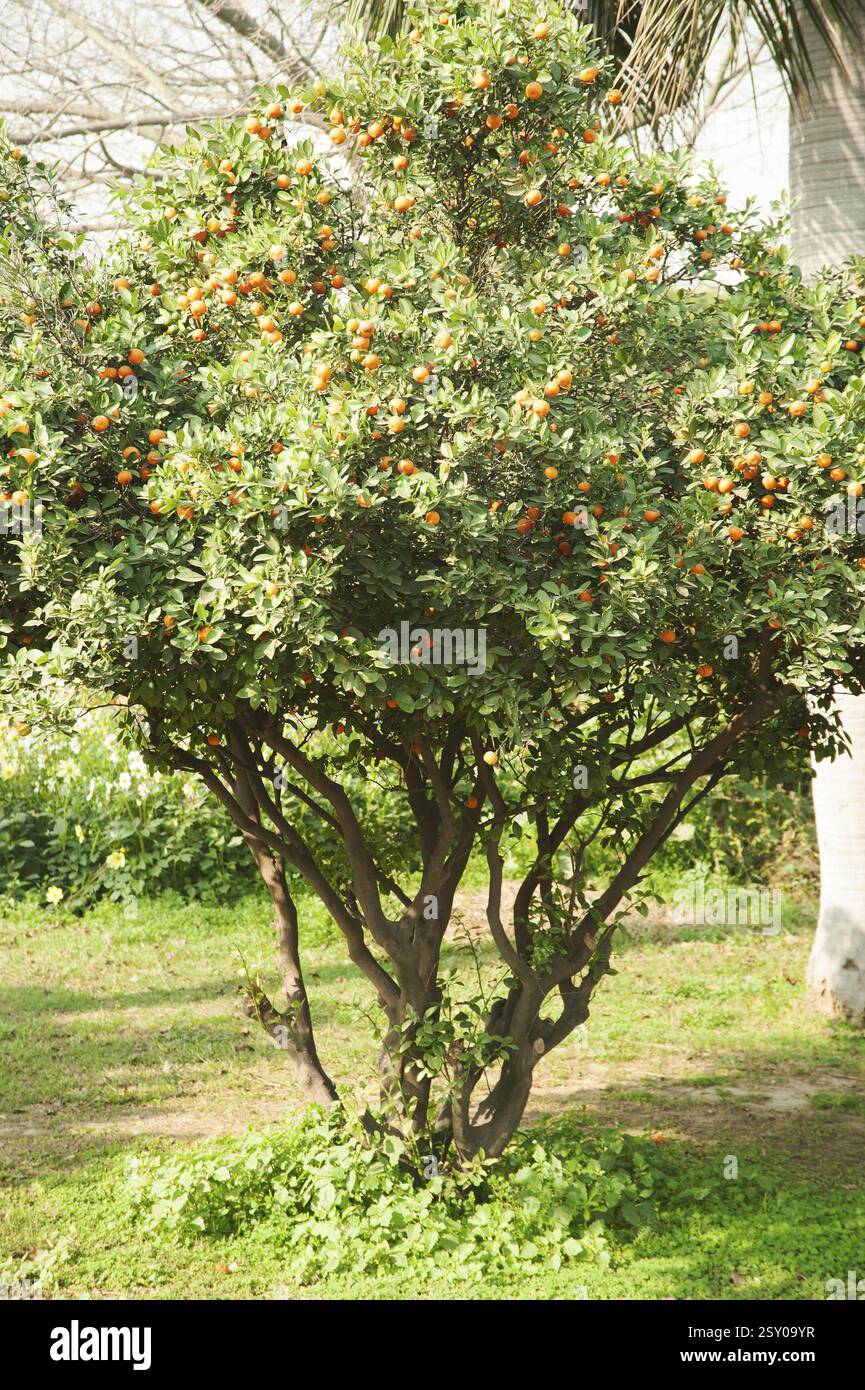 Orange fruit tree at lotus temple, new delhi, india, asia Stock Photo ...