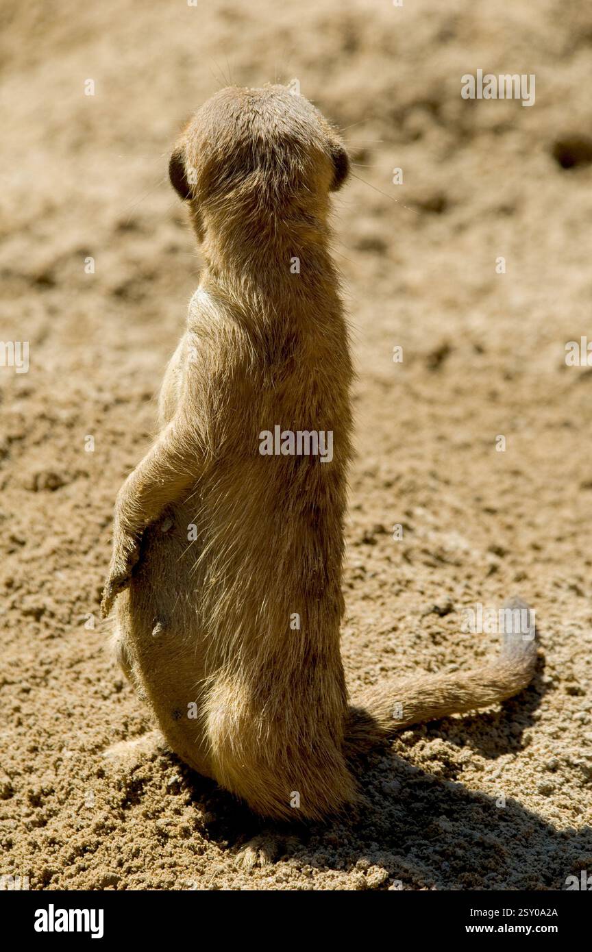 A lone meerkat is sitting upright in the sand, looking away from the ...
