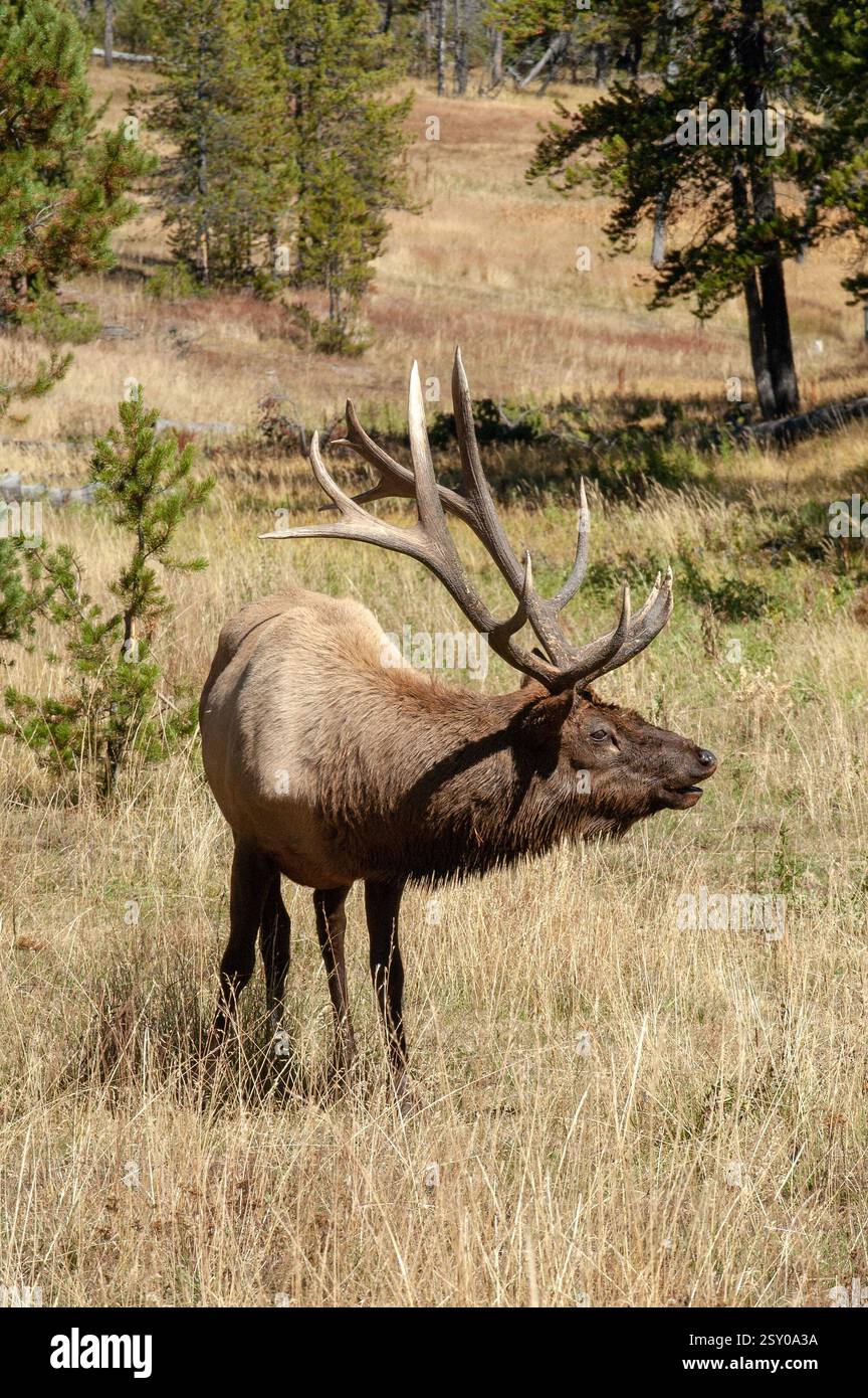 Hugh bull elk hi-res stock photography and images - Alamy