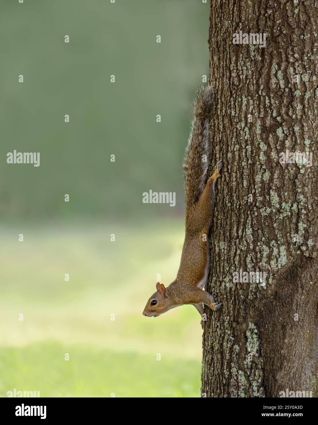 An adult Eastern Gray Squirrel, Sciurus carolinensis, is stretched out ...