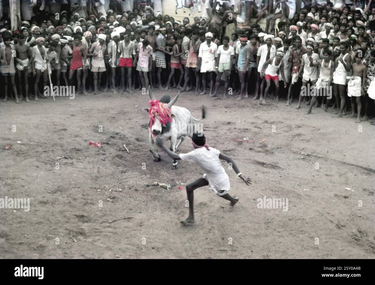Jallikattu bull taming at Alanganallur near Madurai, Tamil Nadu, India ...