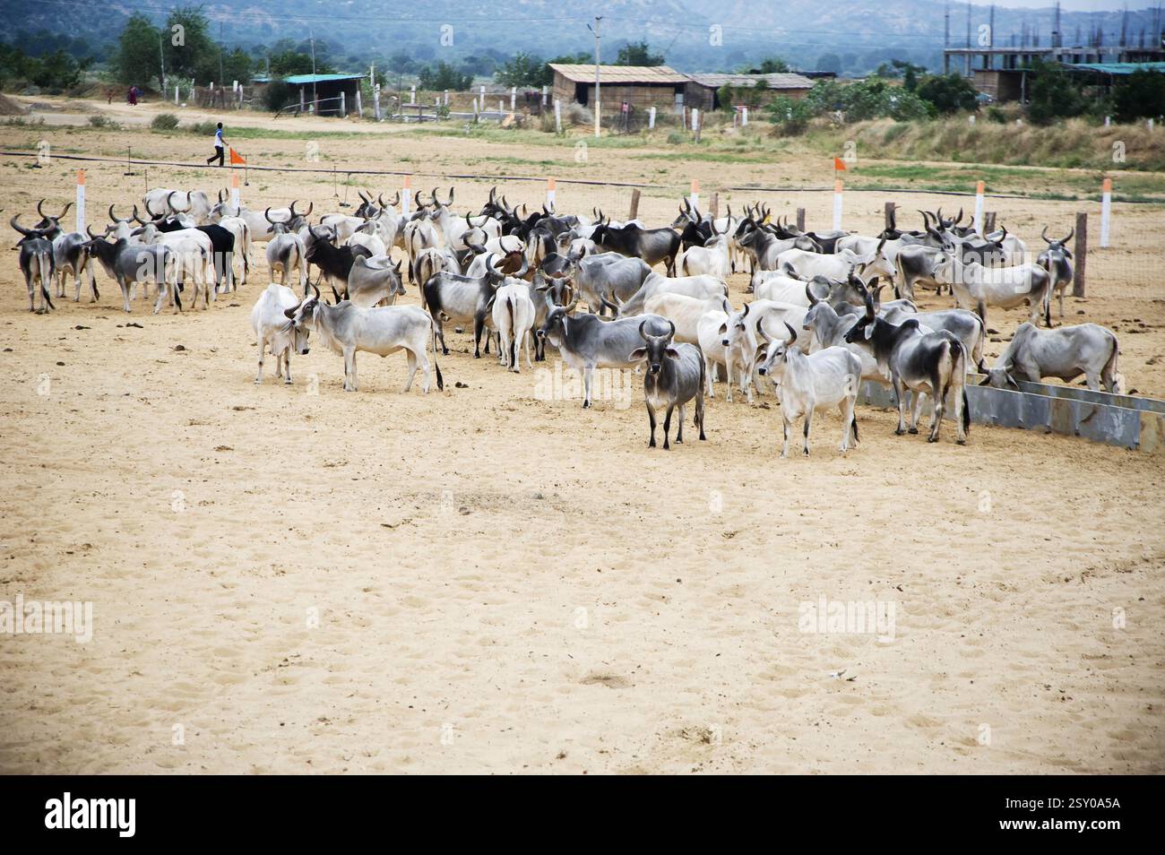 Cow, pathmeda, godham, rajasthan, india, asia Stock Photo - Alamy