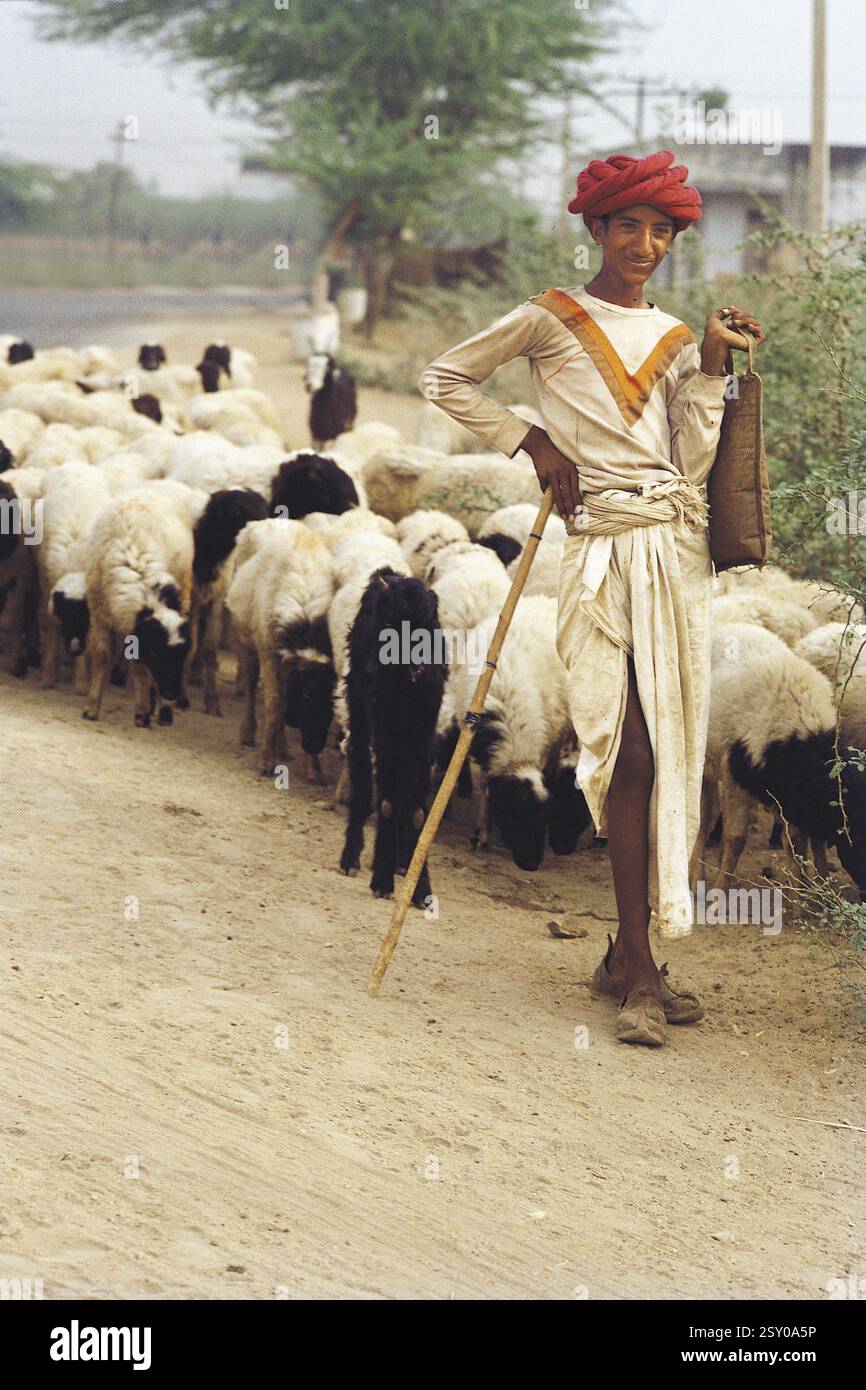 Shepherd with sheep, rajasthan, india, asia Stock Photo - Alamy