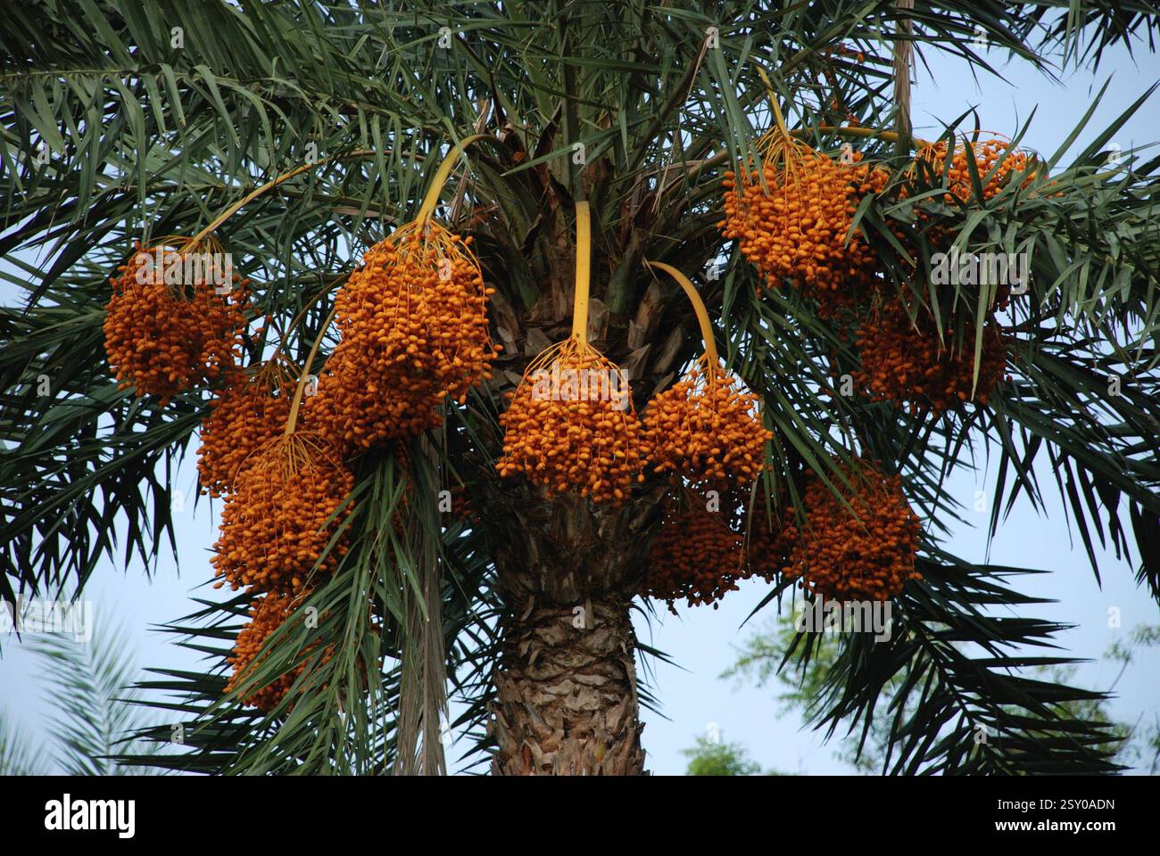 Date tree west bengal calcutta India Asia Stock Photo - Alamy