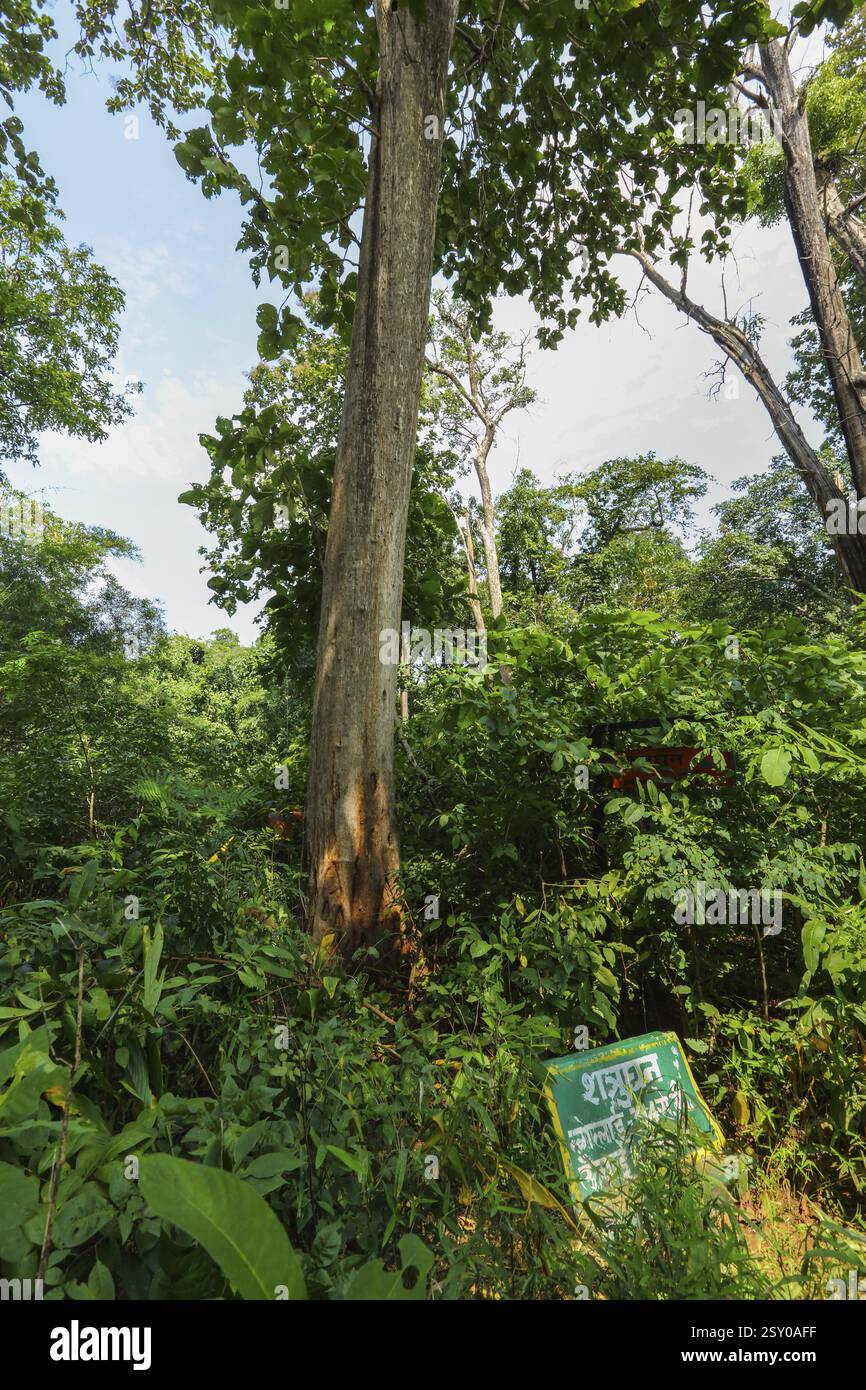 Giant tree, bastar, chhattisgarh, india, asia Stock Photo - Alamy