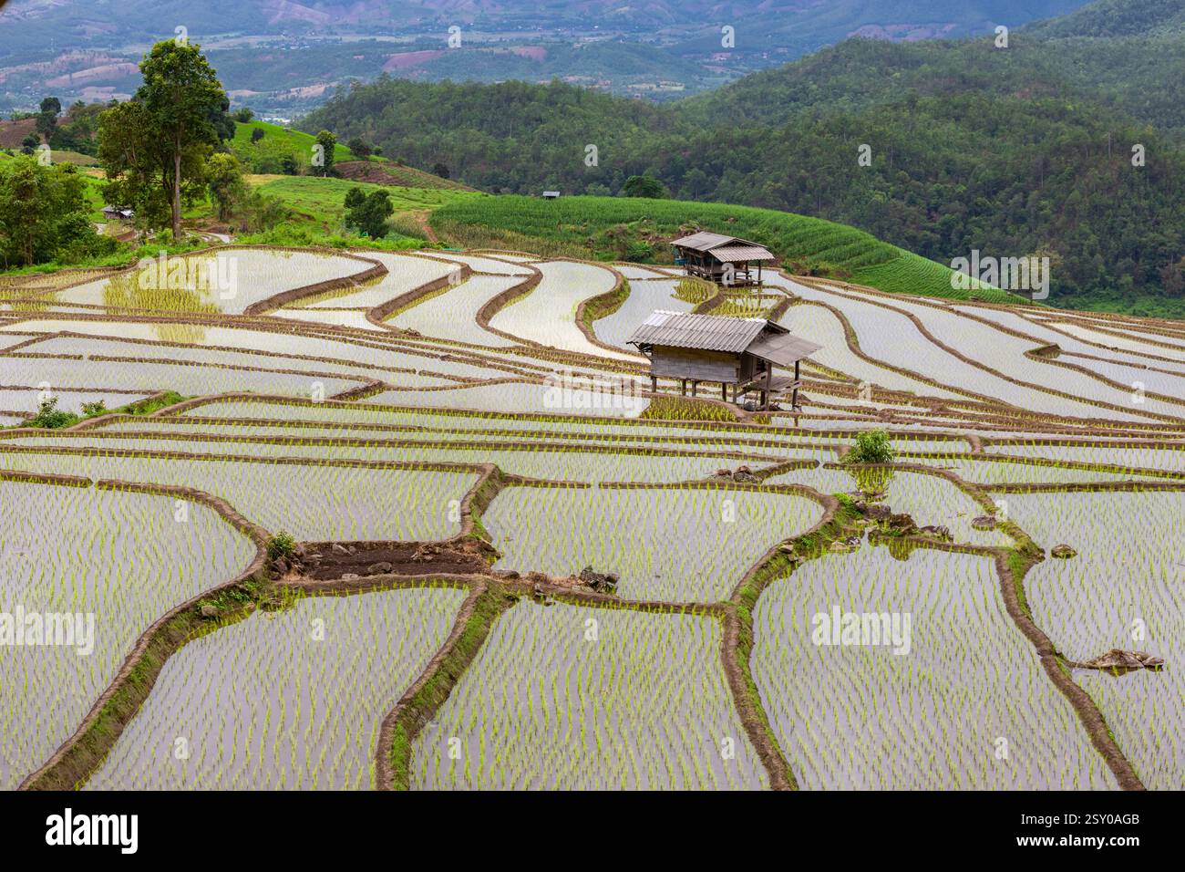 Green rice terraces at Ban Pa Bong Piang and farmer's huts at the ...