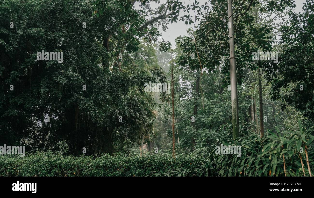 The Lush and Green Forest, filled with Dense Foliage, offers a sense of ...