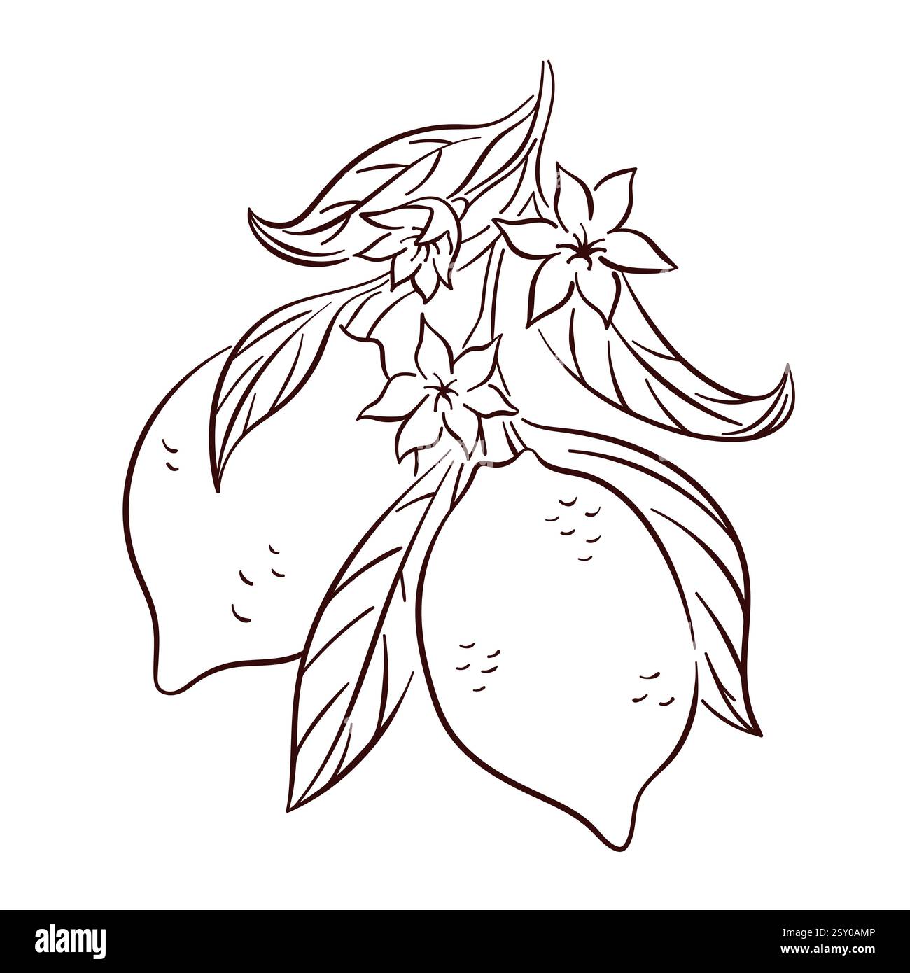 Lime on tree in Stock Vector Images - Alamy