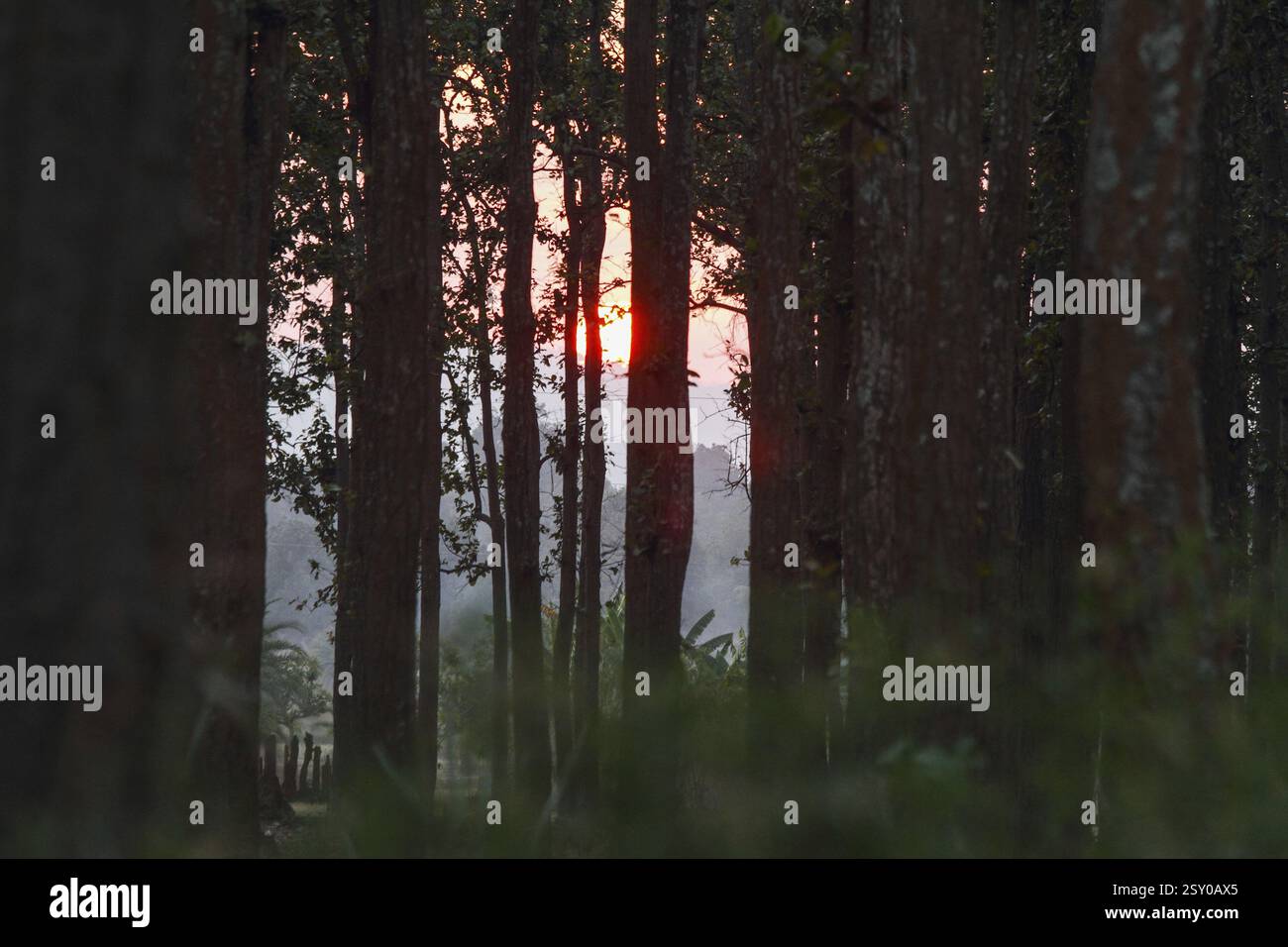 Bastar forest, chhattisgarh, india, asia Stock Photo - Alamy