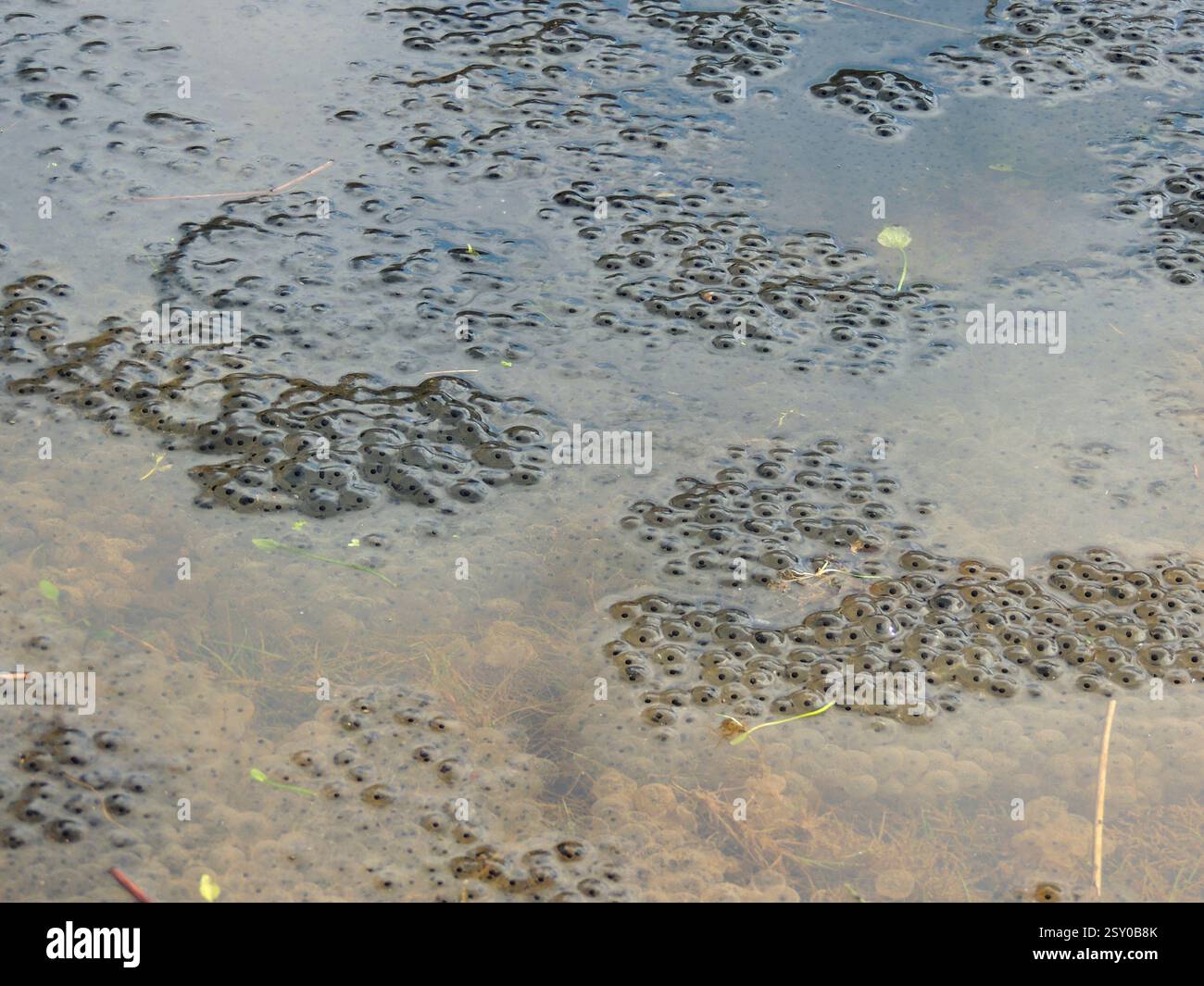 Frogs spawn in nature pond at Nagshead nature reserve in the Forest of ...