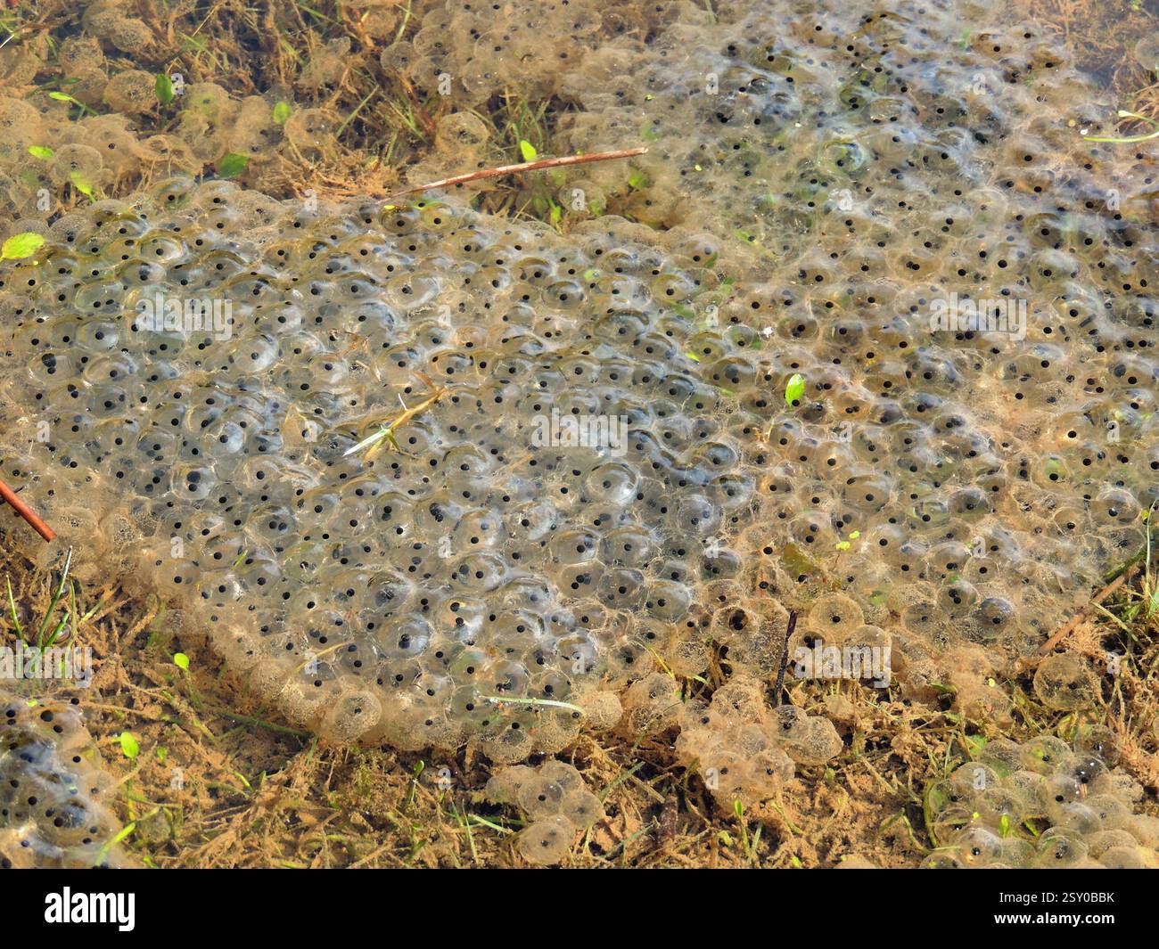 Frogs spawn in a nature pond at Nagshead Forest of Dean Stock Photo - Alamy