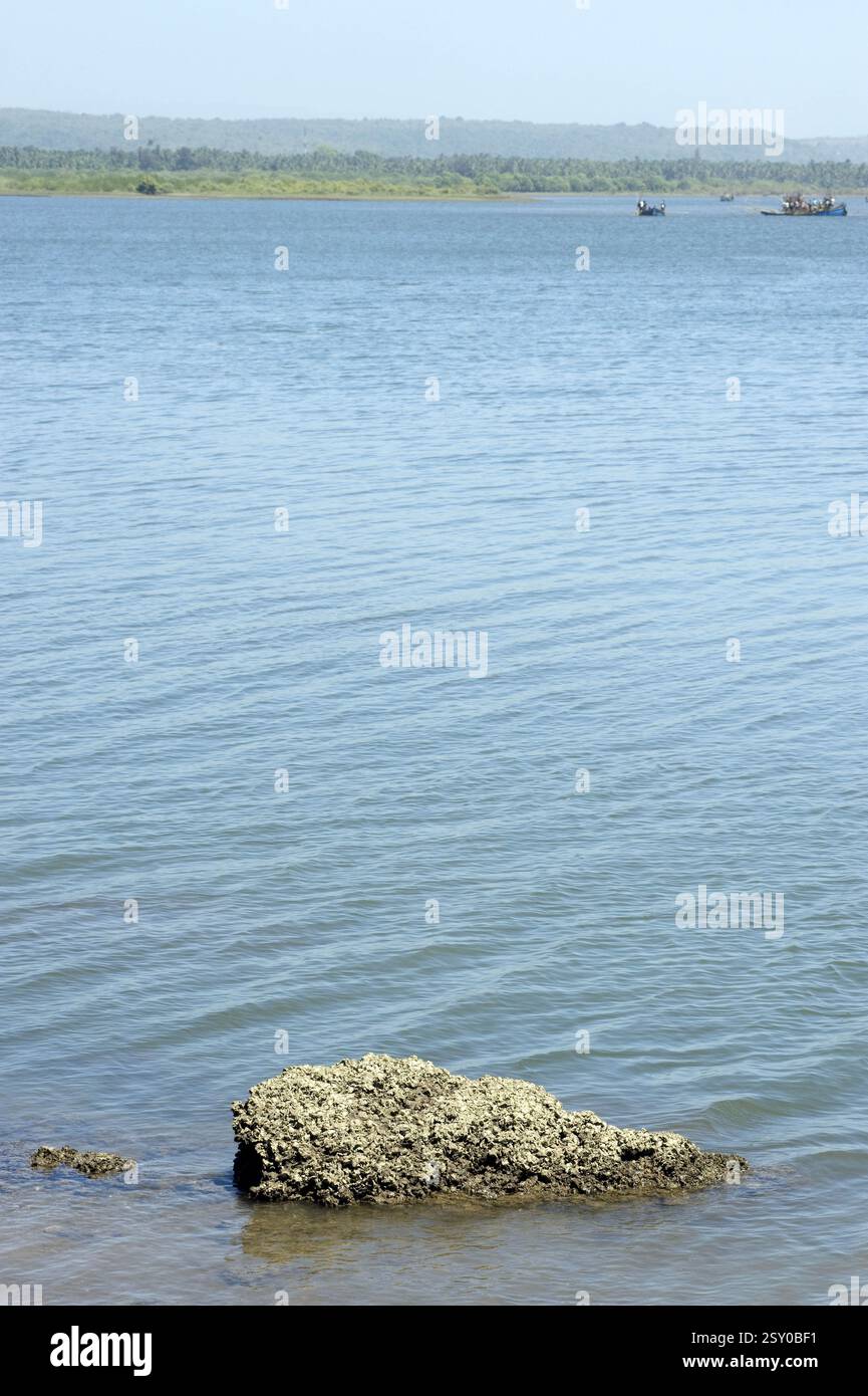 Rock of coral in terekhol river, pernem, goa, india, asia Stock Photo ...