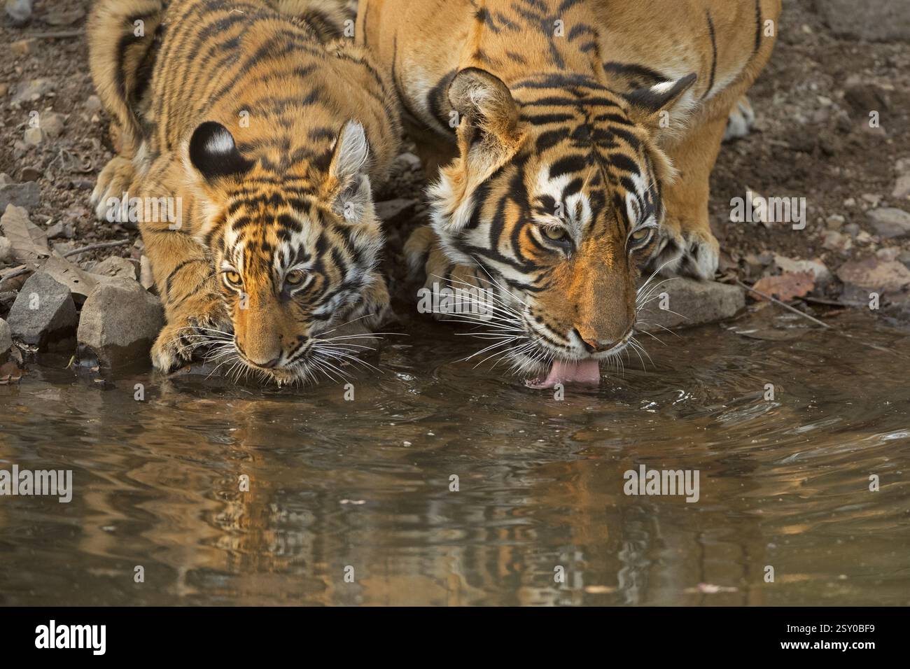 A wild tigress with her young cubs drinking water from a small pond in ...