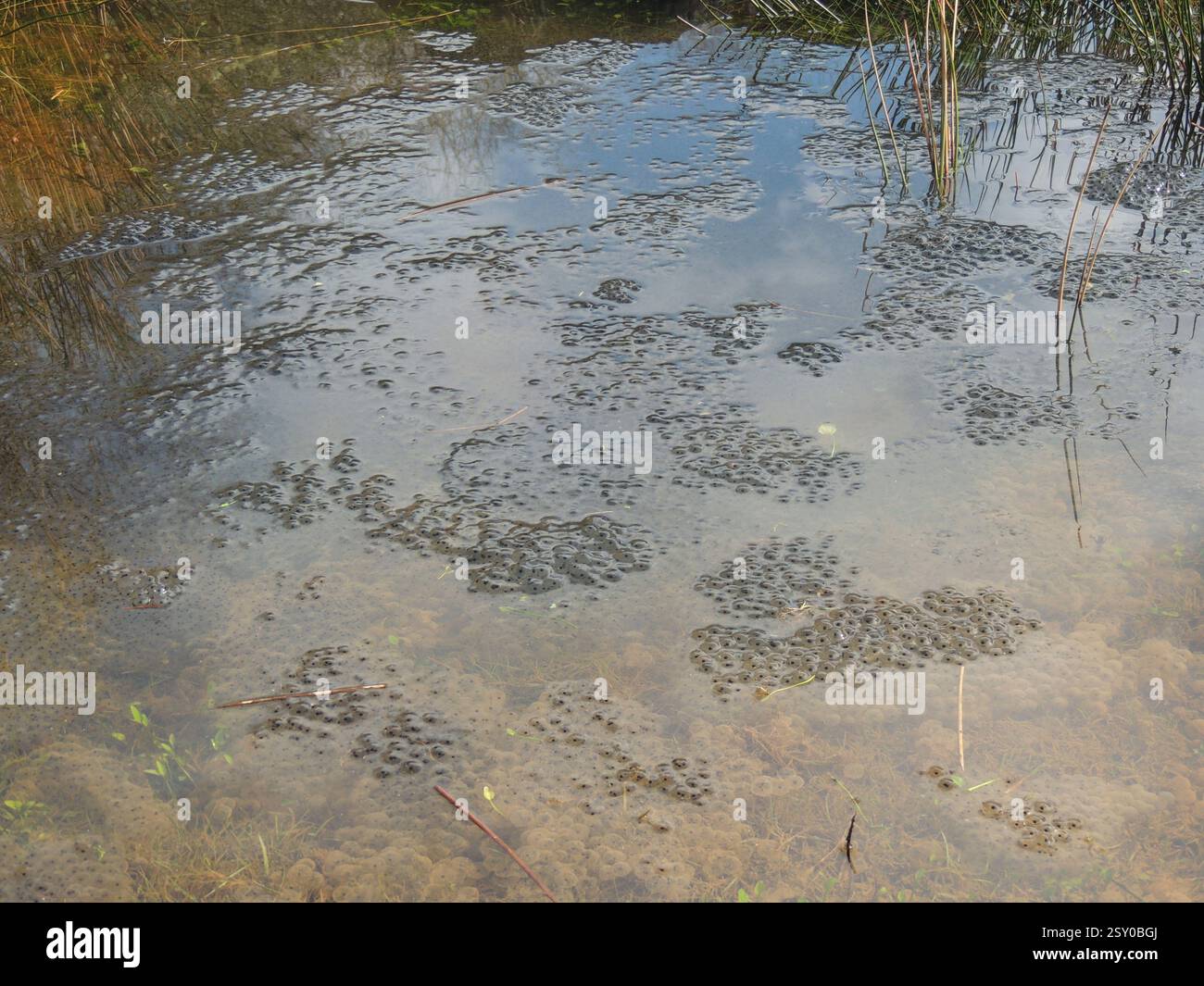 Frogs spawn in nature pond Stock Photo - Alamy