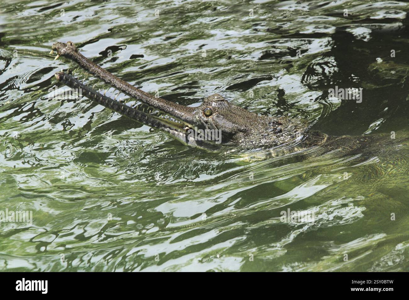 Indian gharial hi-res stock photography and images - Alamy