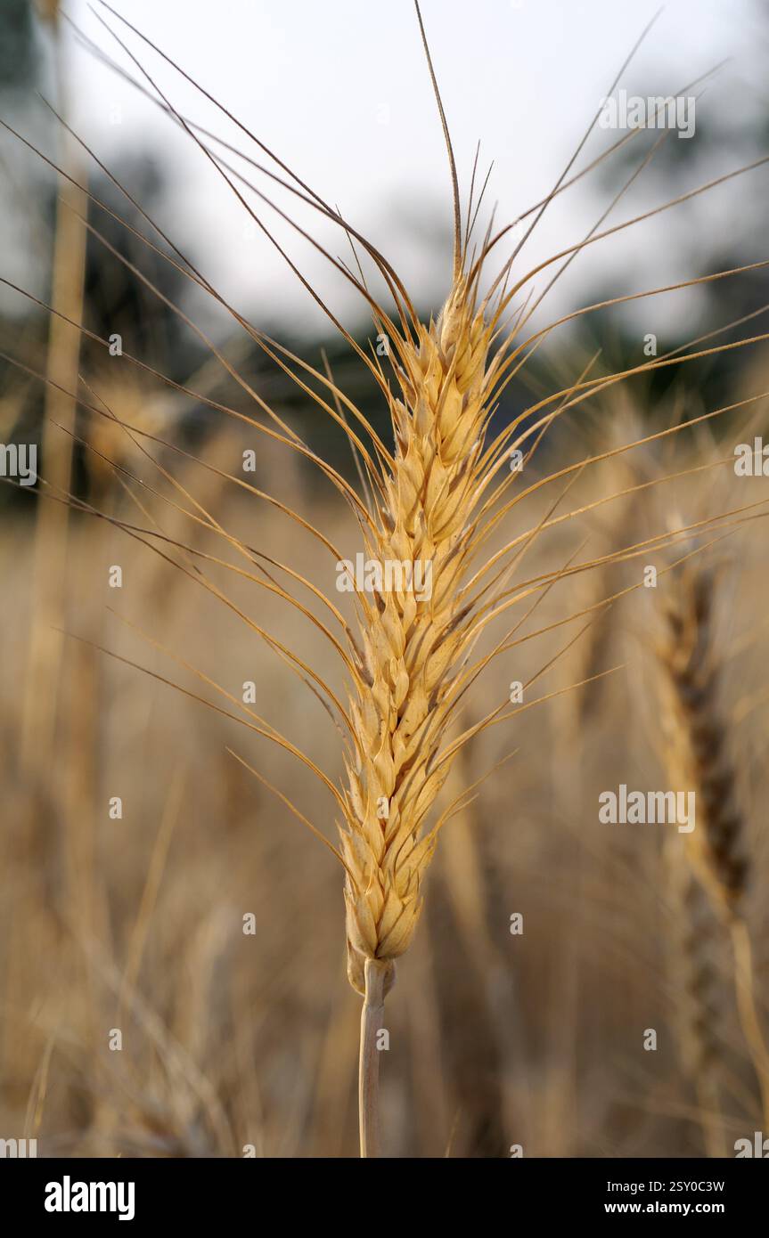 Moody wheatfield hi-res stock photography and images - Alamy