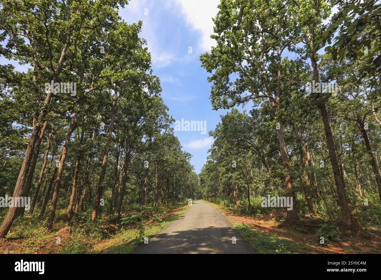 Bastar forest, chhattisgarh, india, asia Stock Photo - Alamy