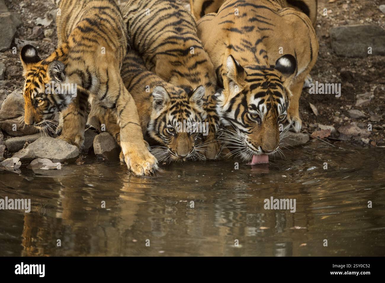 A wild tigress with her young cubs drinking water from a small pond in ...